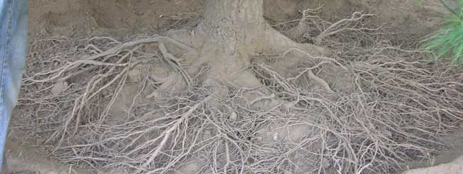 Professional Air Spading by Sterling Tree and Lawn