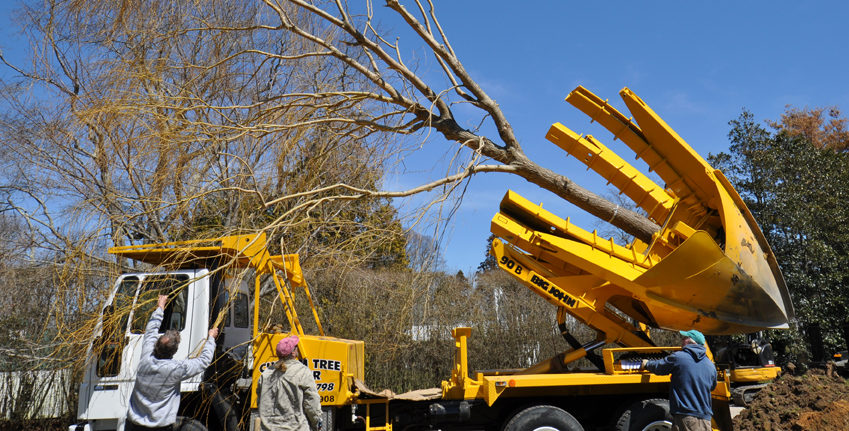 Tree Planting and Tree Removal by Sterling Tree and Lawn