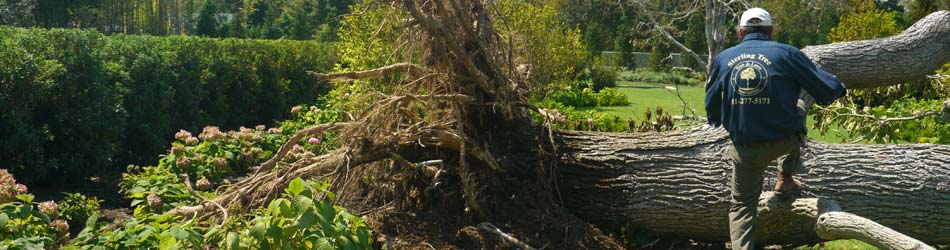Tree Hazards - Sterling Tree and Lawn