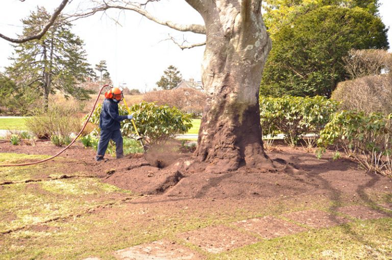 Tree Spraying Programs | Long Island Tree Care Services